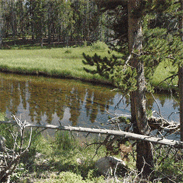 Verbenone, MCH, Pheromone Insect Traps, Attractants and Pesticides for ...